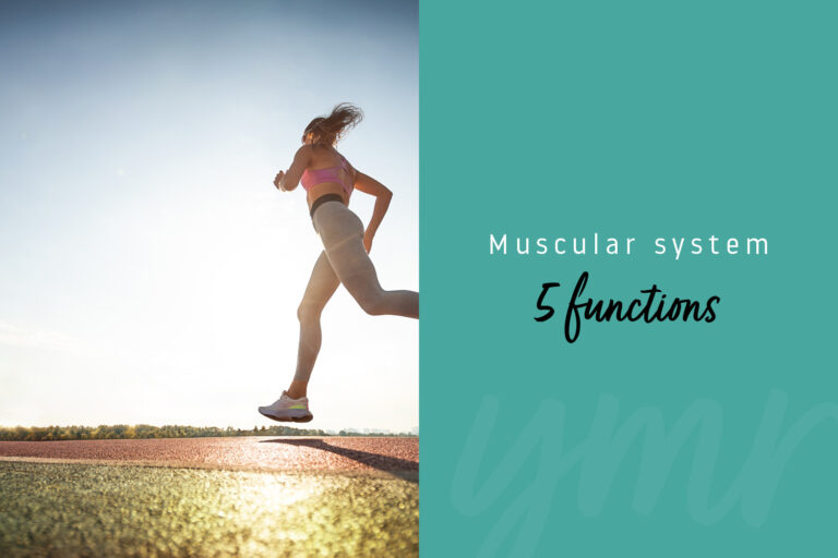 5 Functions Of The Muscular System » YMR Chiropractic